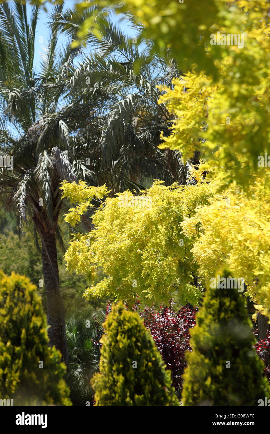 Spectacular display plants hi-res stock photography and images - Alamy