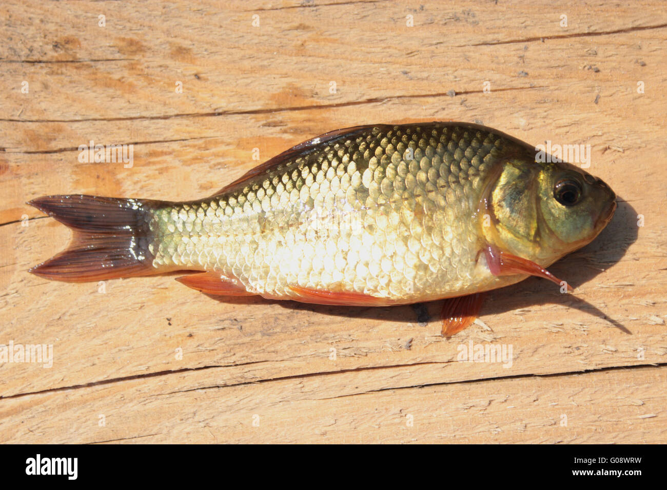 Red crucian carp hi-res stock photography and images - Alamy