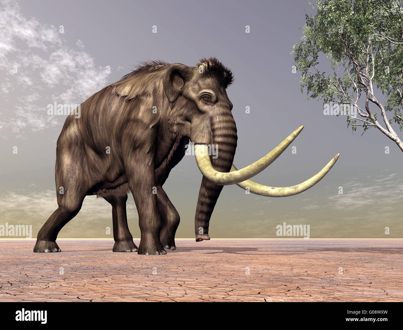 Elephant research hi-res stock photography and images - Alamy