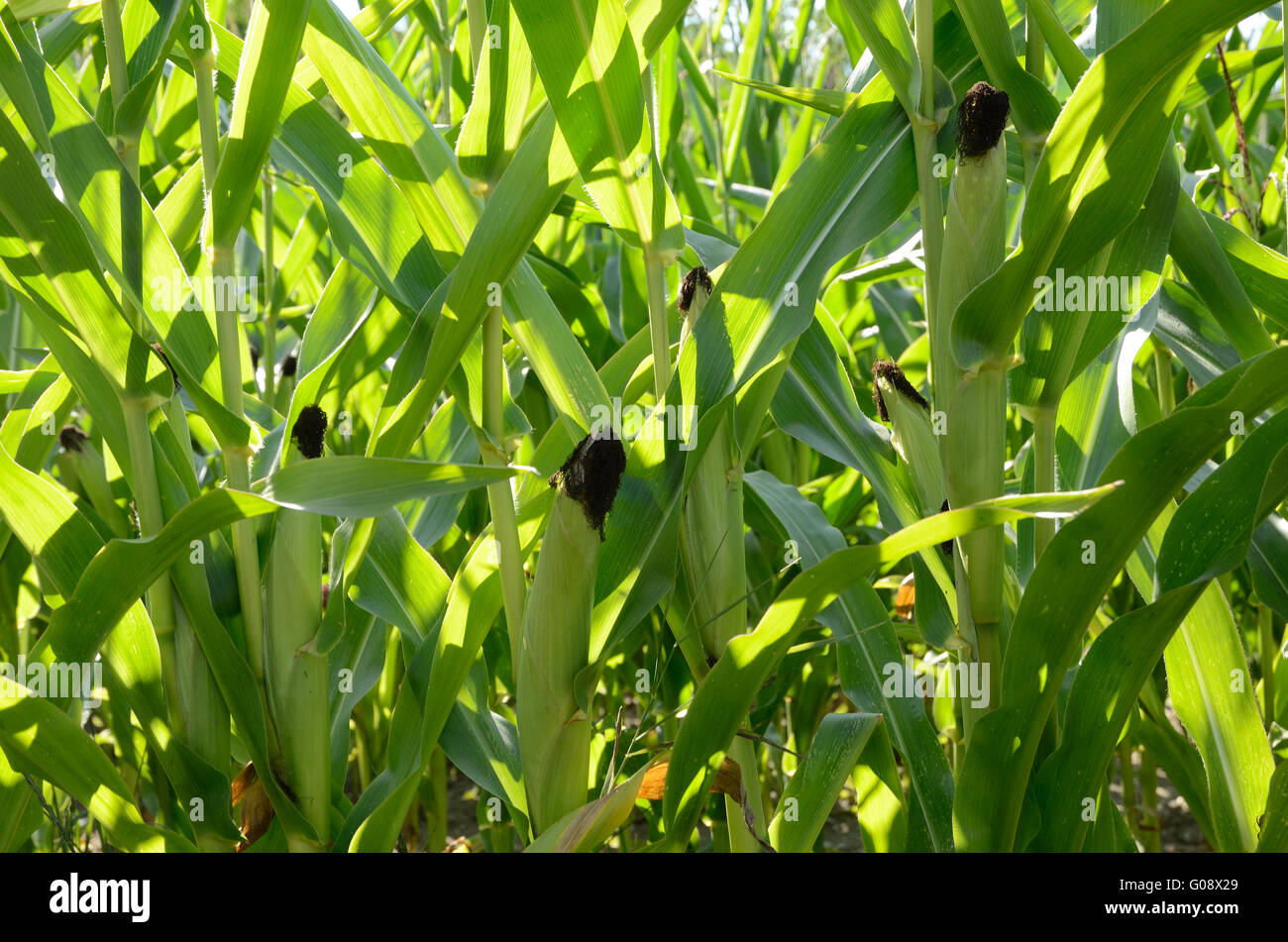 Corn stem hi-res stock photography and images - Alamy