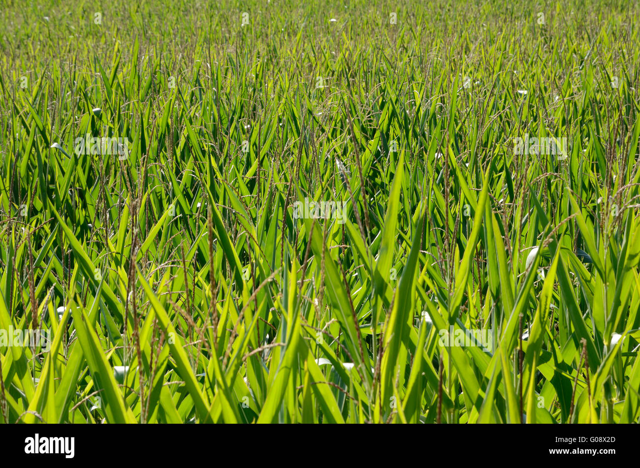 C4 plant hi-res stock photography and images - Alamy
