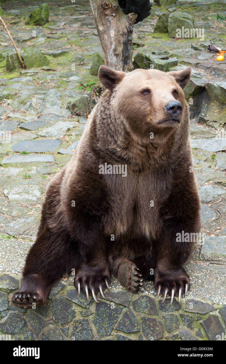 Bear posture hi-res stock photography and images - Alamy