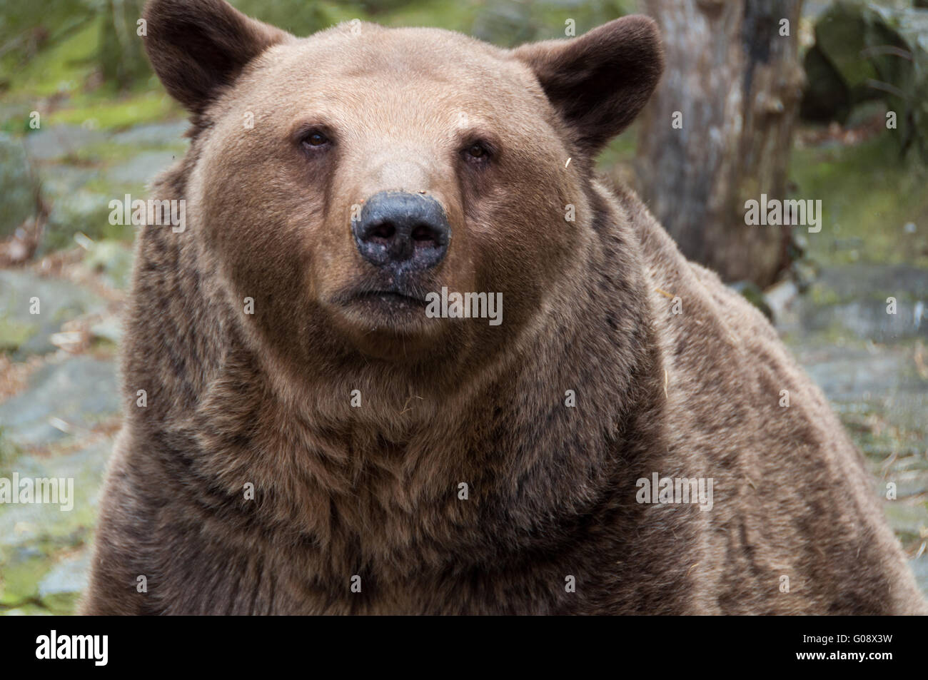 Bear posture hi-res stock photography and images - Alamy