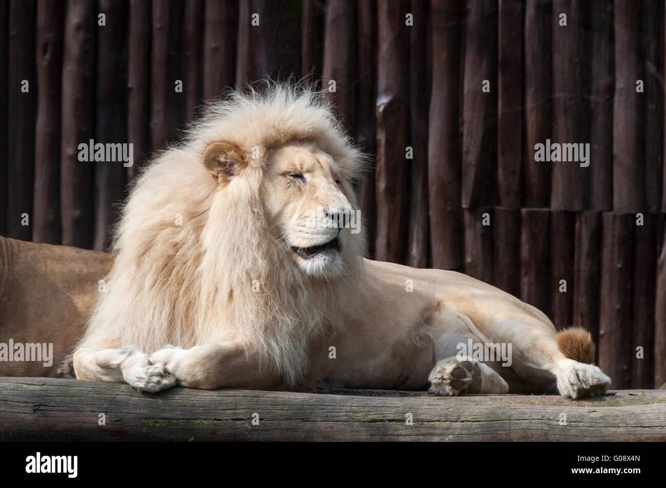 South African White Lion