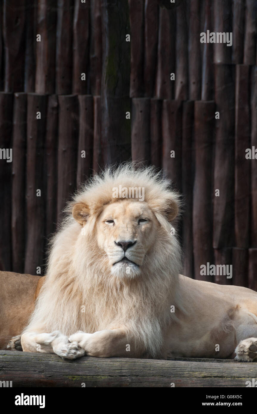 South African White Lion 170 A Lion Family South Africa Stock Photos,