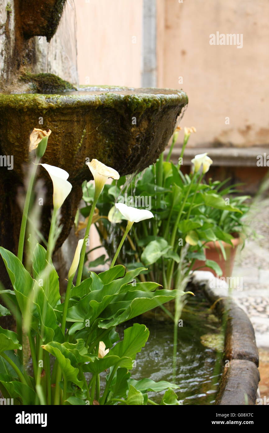 Arum lily pond hi-res stock photography and images - Alamy