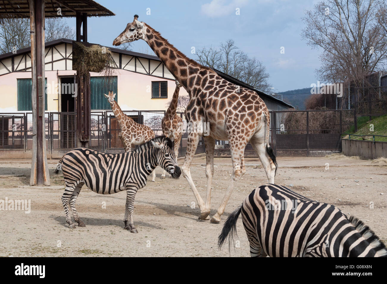 Zebras and Giraffes at the ZOO in Bratislava, Slovakia Stock Photo - Alamy