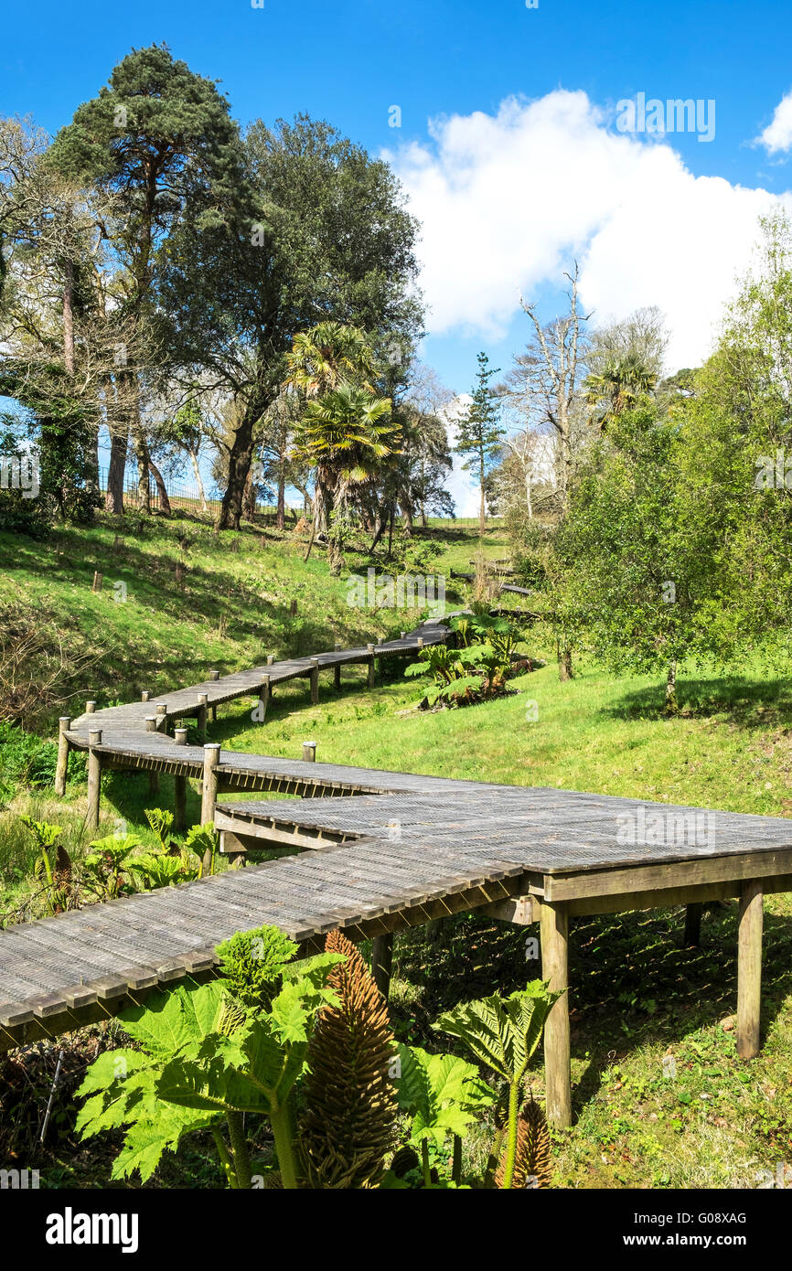 an elevated boardwalk through the swamp area at Tregothnan estate ...