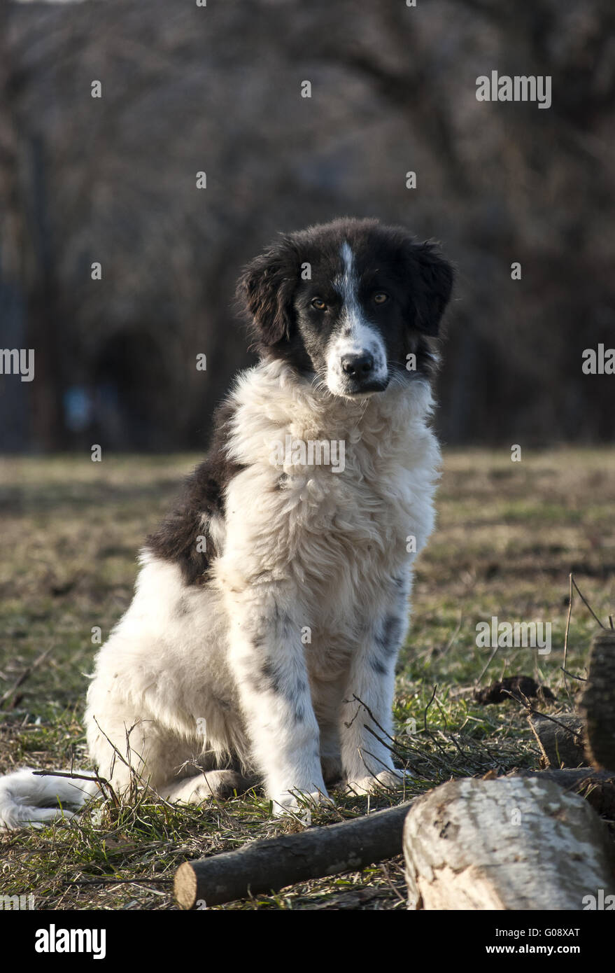 Young shepherd dog portrait in countryside backgro Stock Photo - Alamy