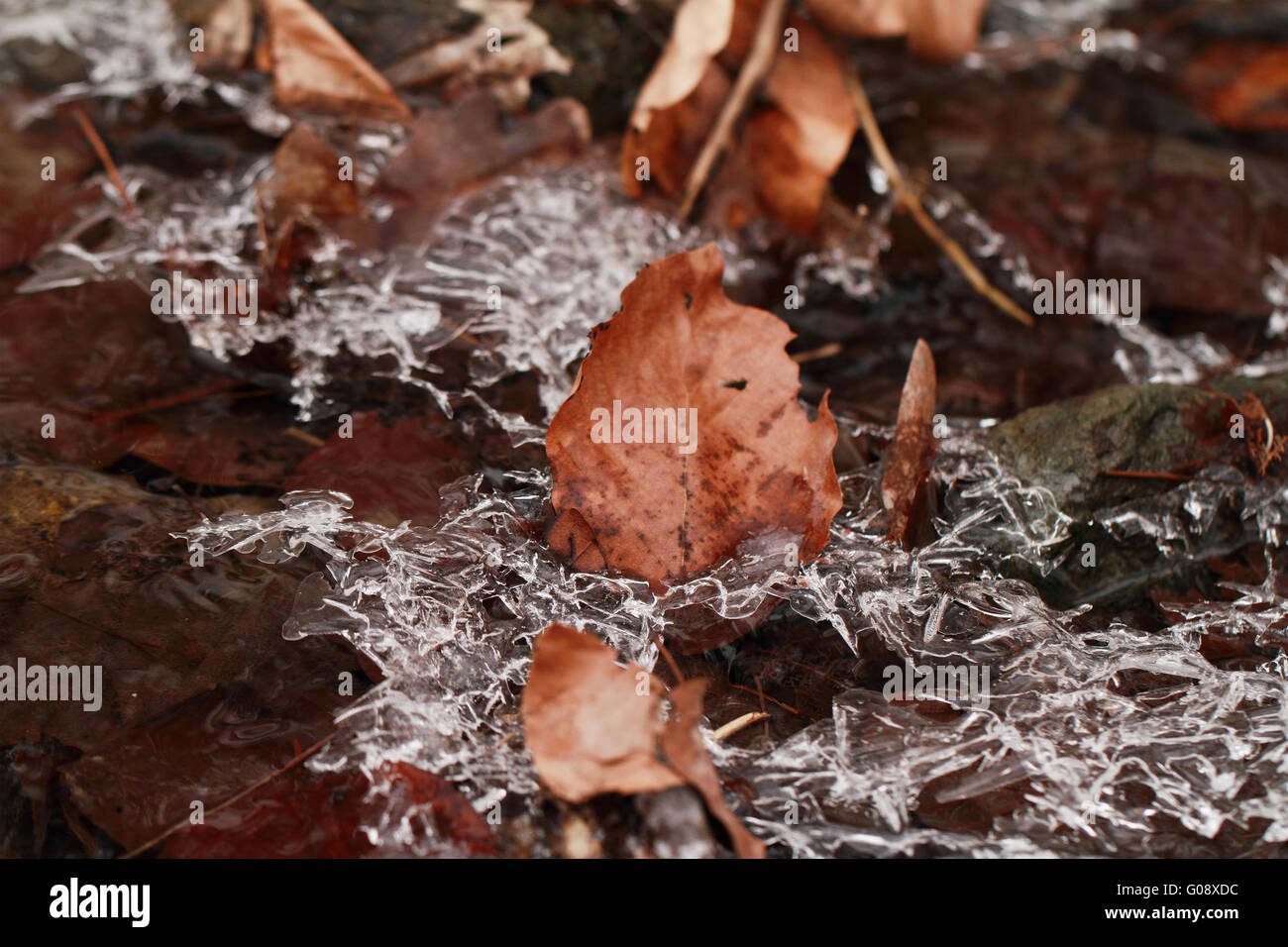 Flowing water in a brook is covered by clear ice Stock Photo - Alamy