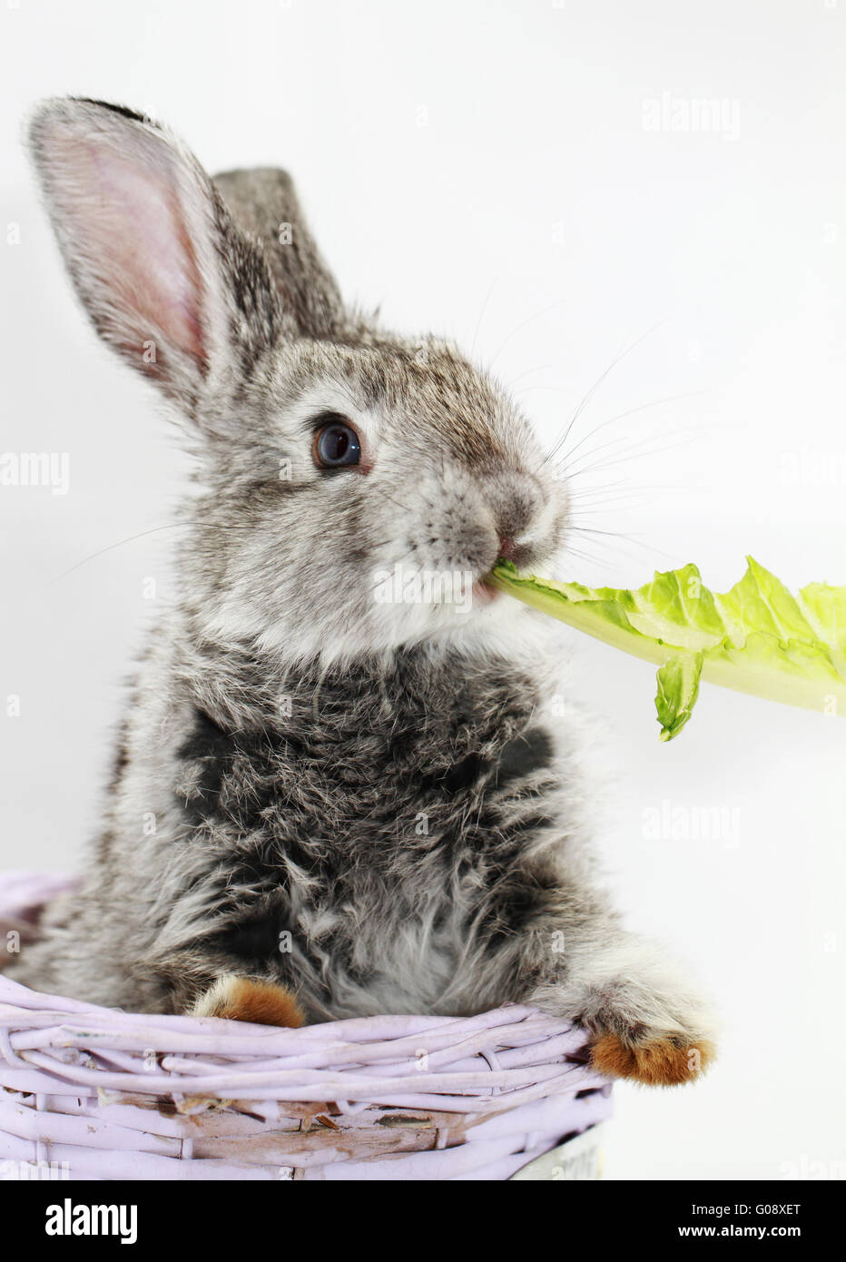 Gray rabbit bunny isolated on white background Stock Photo - Alamy