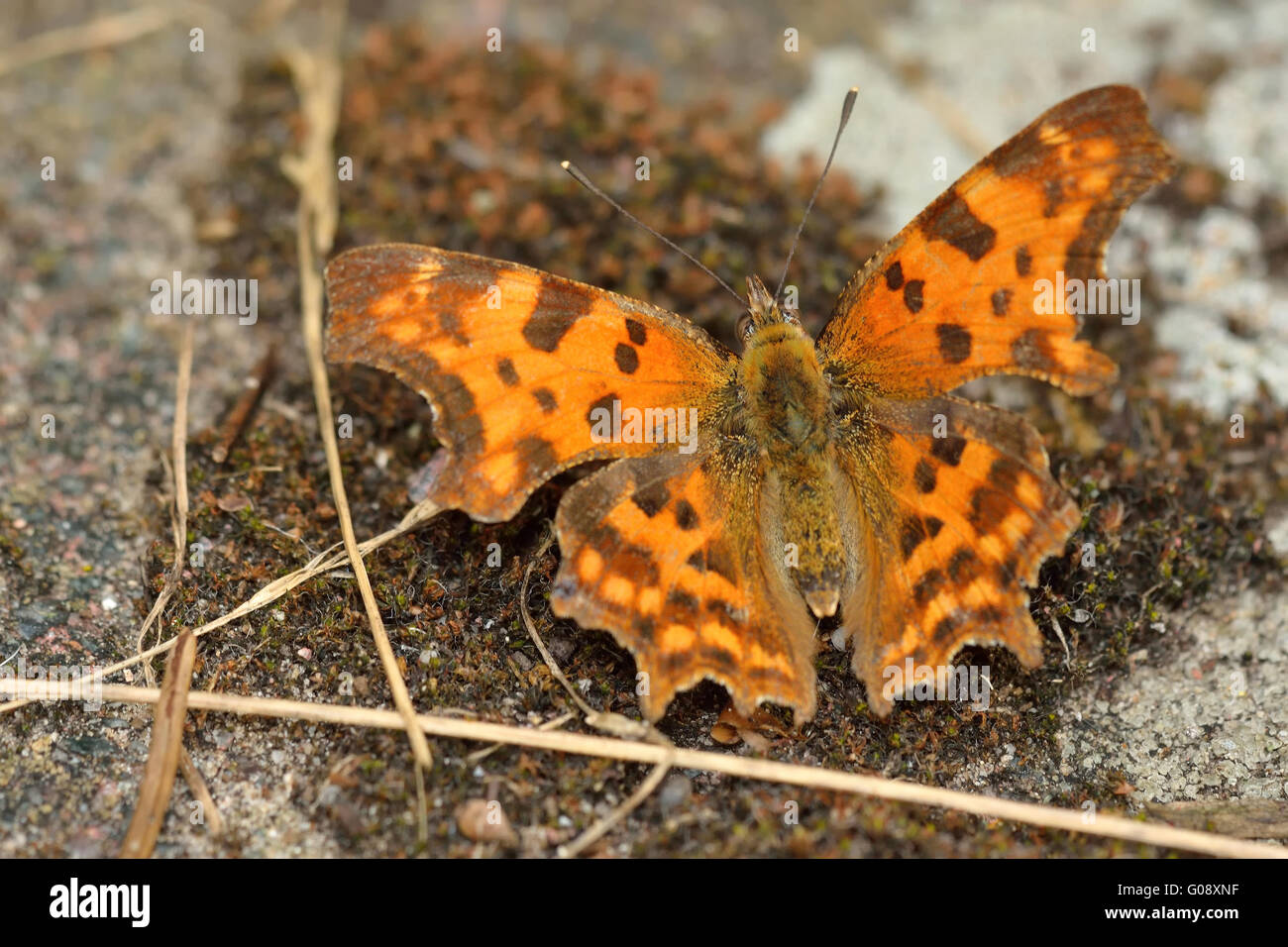 Animals close hi-res stock photography and images - Alamy