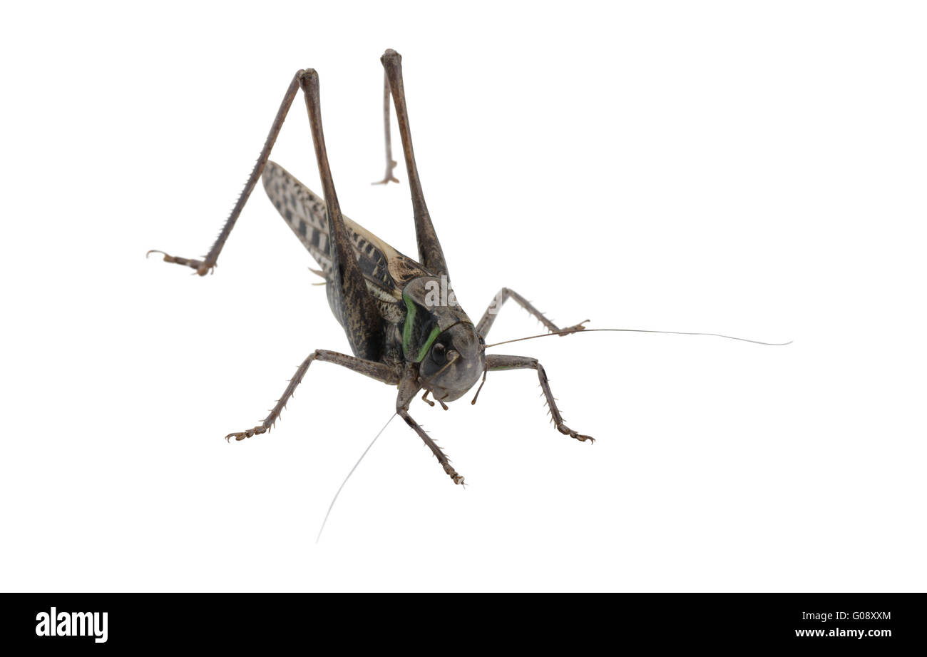 Side view of grasshopper hi-res stock photography and images - Alamy