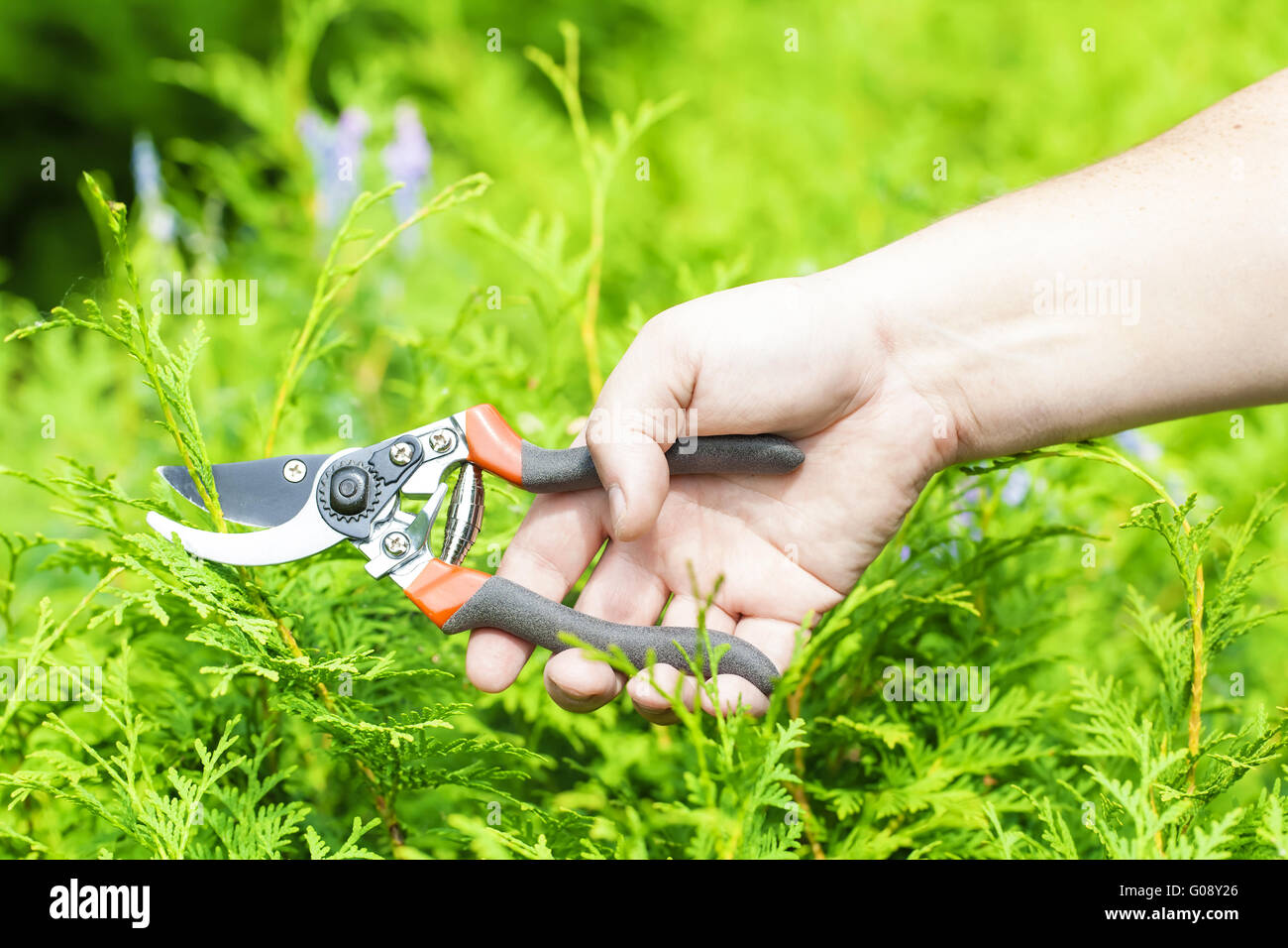 Hand shears hi-res stock photography and images - Alamy