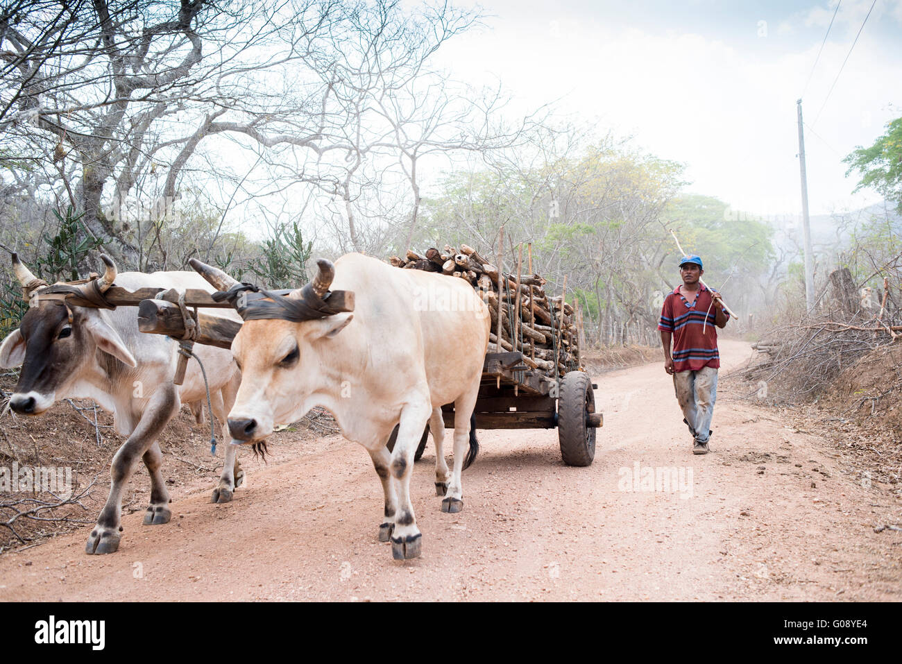 Working Ox Stock Photos & Working Ox Stock Images - Alamy