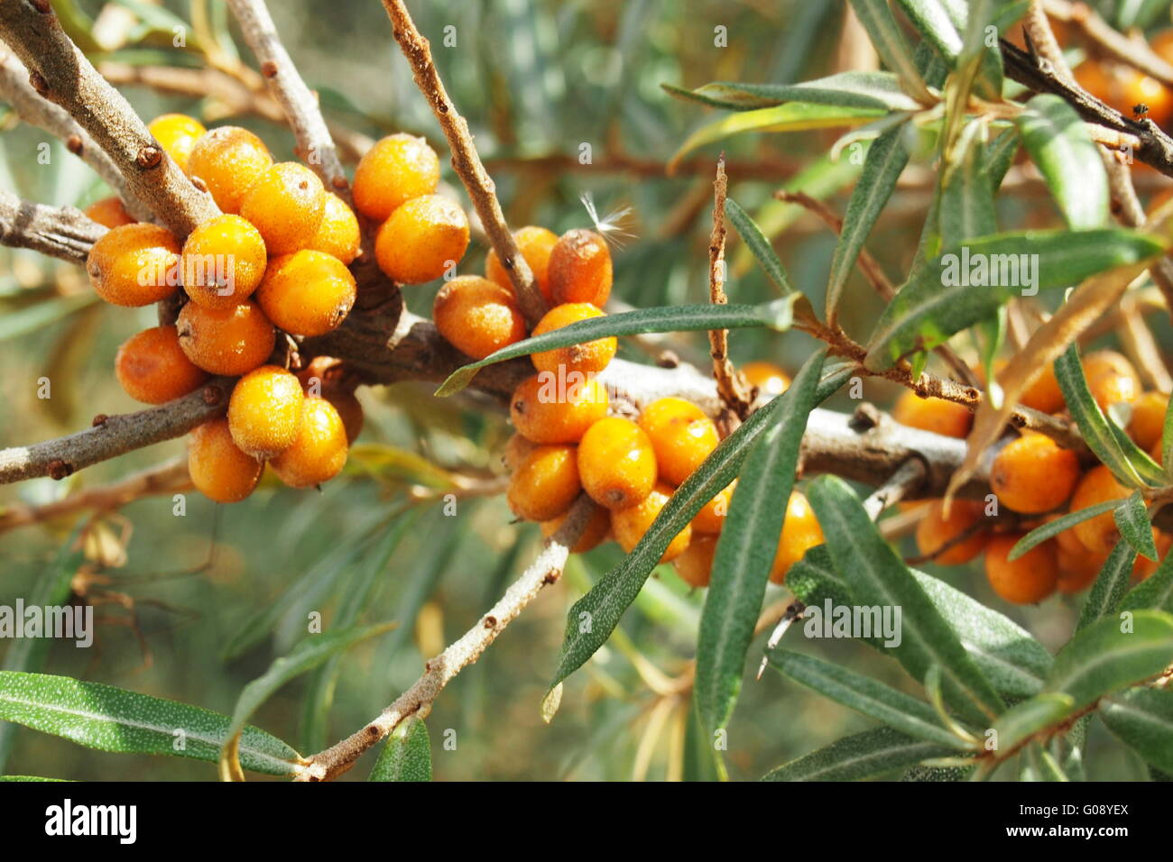 Hippophae rhamnoidesm hi-res stock photography and images - Alamy