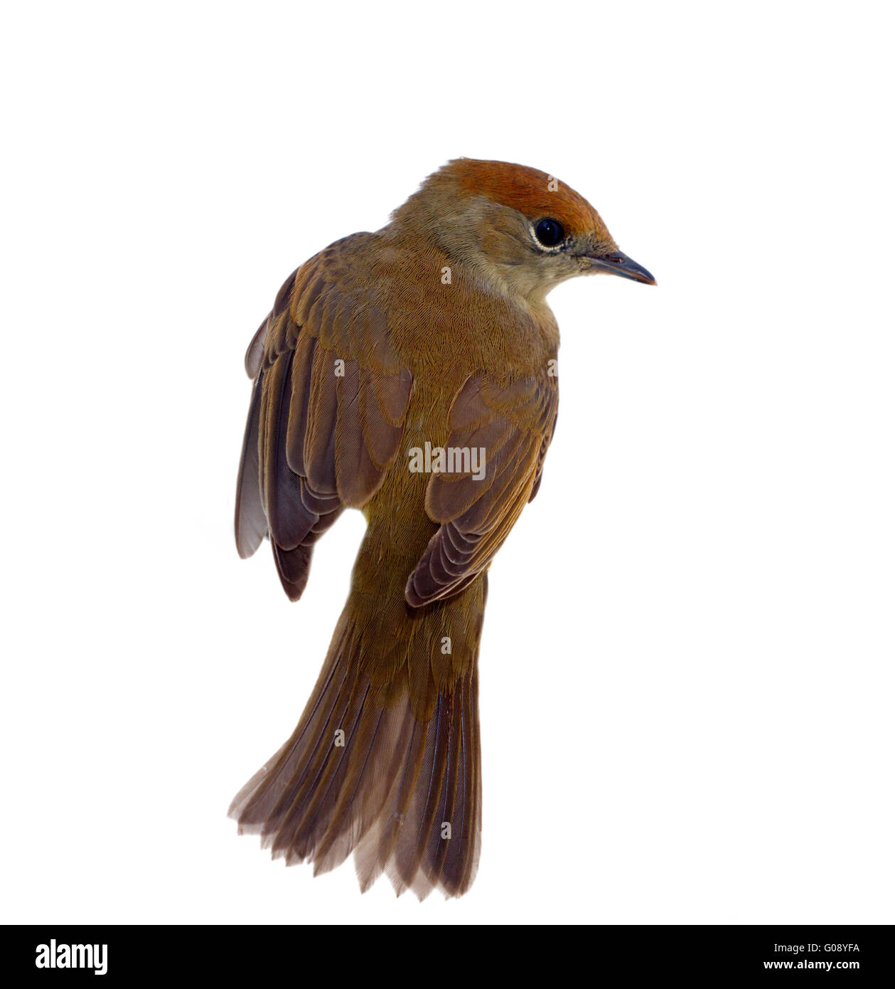 Birds with black cap Cut Out Stock Images & Pictures - Alamy