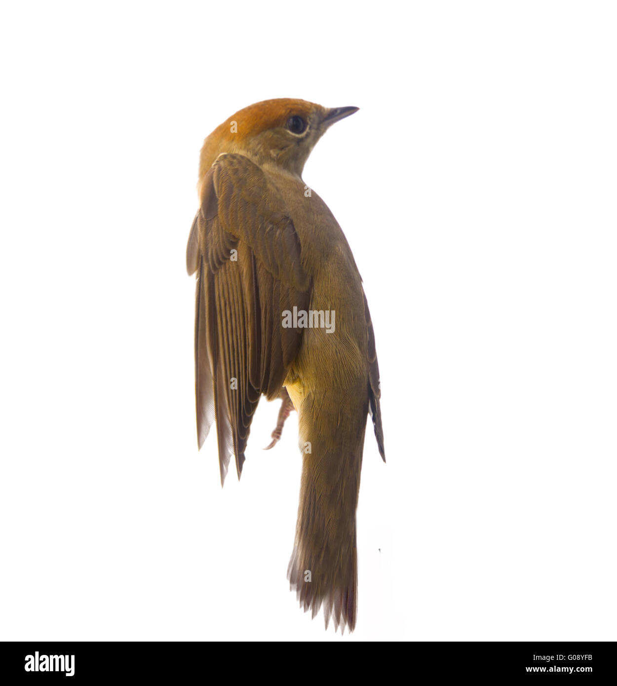 Birds With Black Cap Cut Out Stock Images & Pictures - Alamy