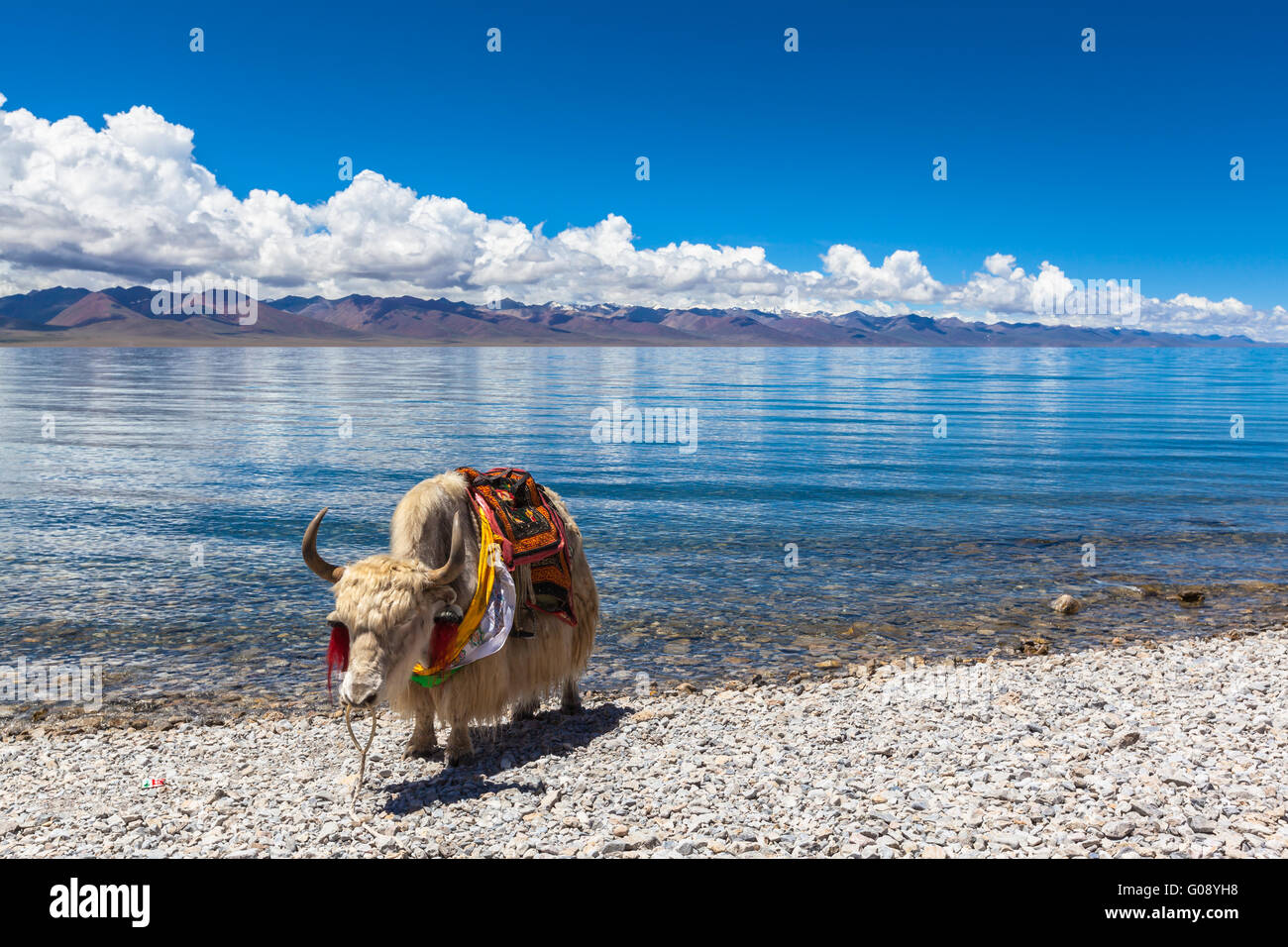White yak hair hi-res stock photography and images - Alamy
