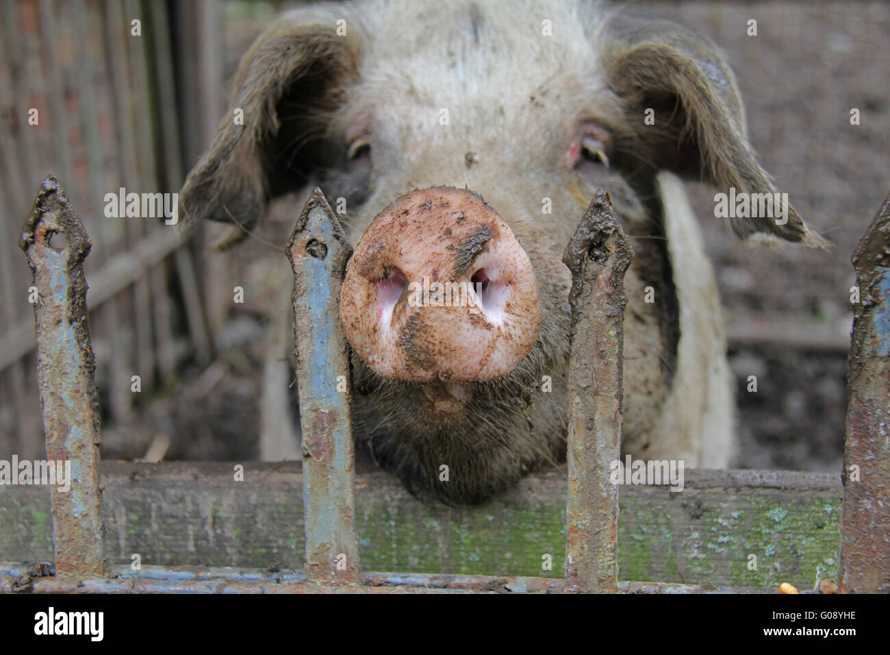 Pork trunk hi-res stock photography and images - Alamy