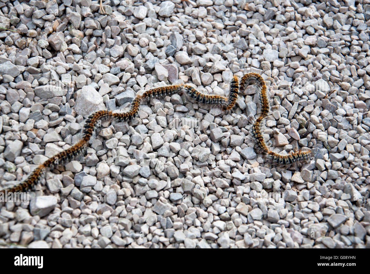 The pine processionary moth hi-res stock photography and images - Alamy