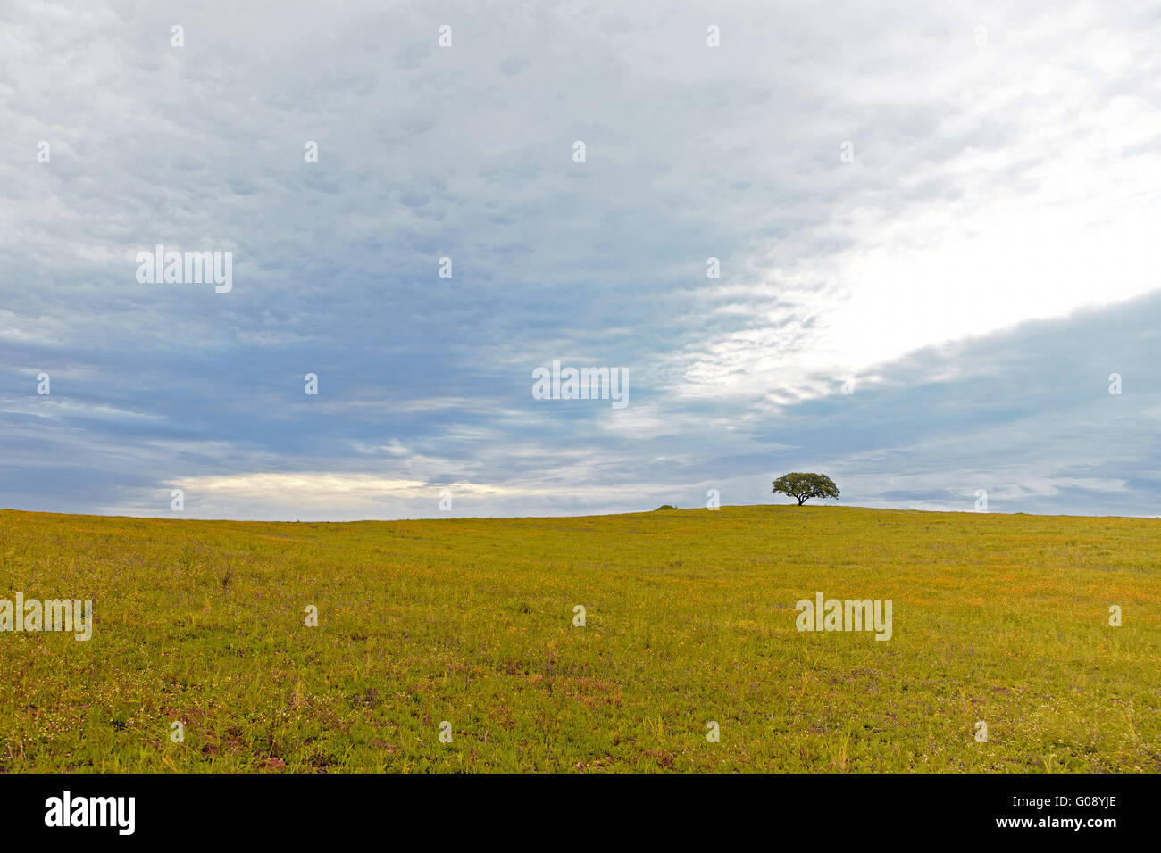 Greenfield at the beginning of spring Stock Photo - Alamy