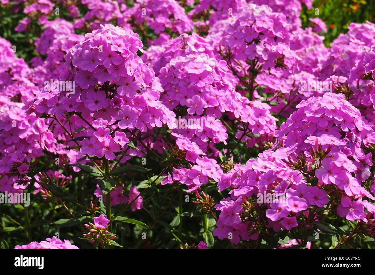 Swamp flowers hi-res stock photography and images - Alamy