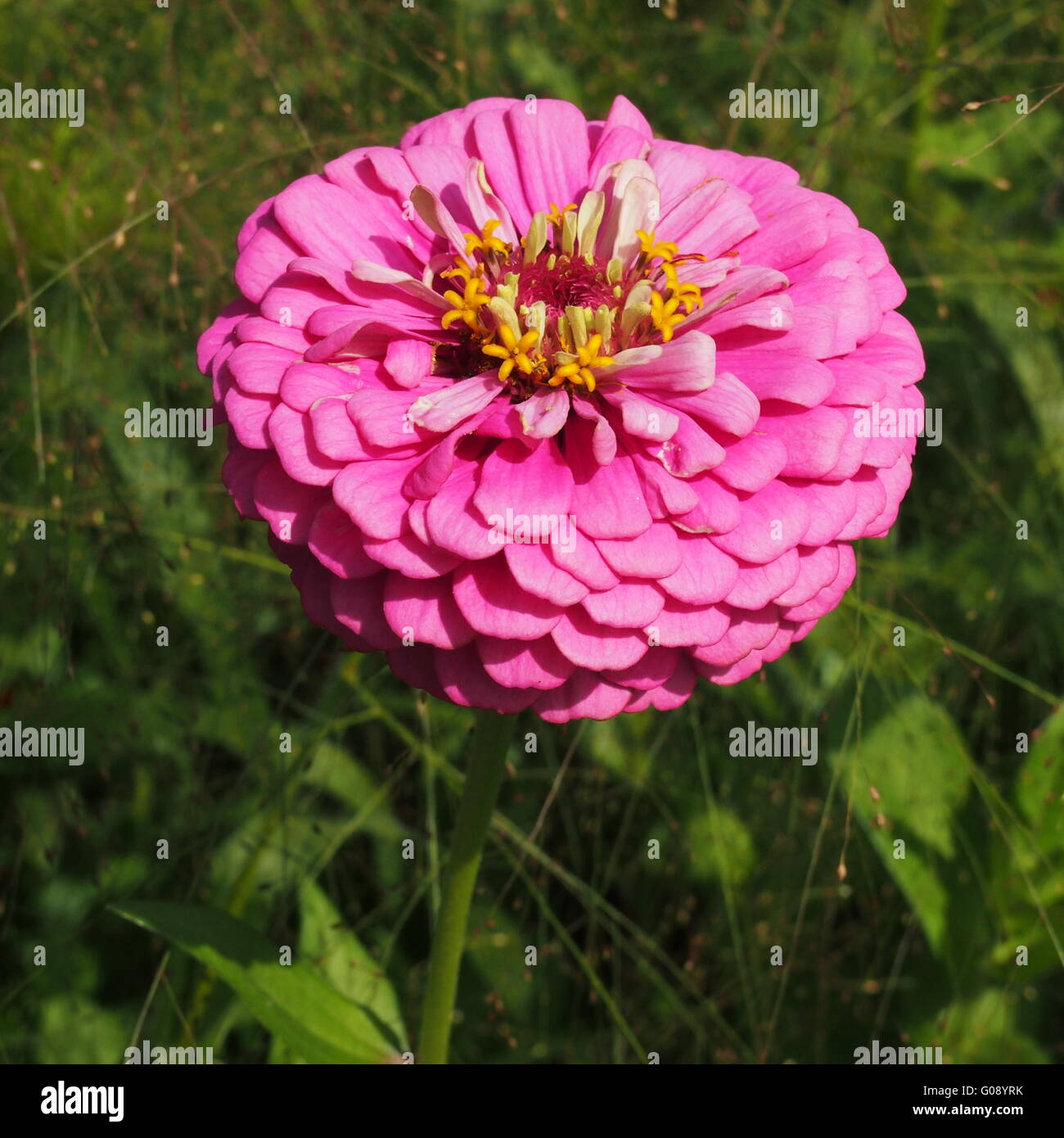 Pink Flower Square Stock Photo - Alamy