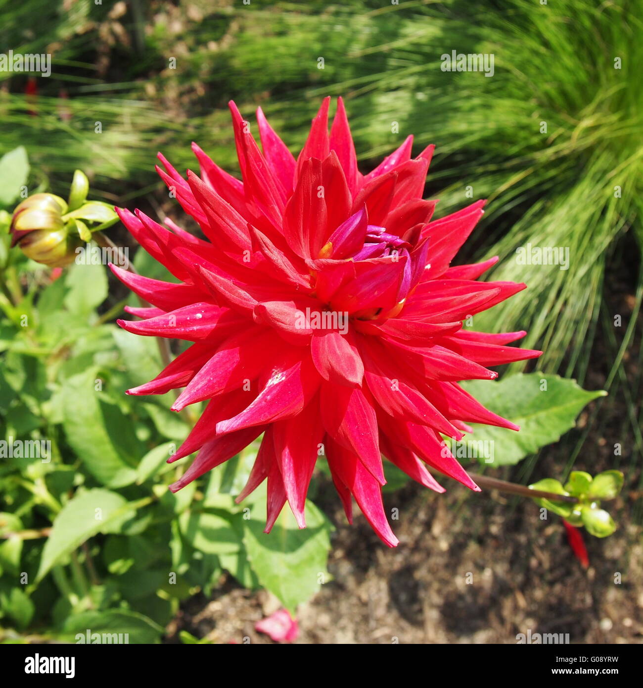 Pointed petals hi-res stock photography and images - Alamy