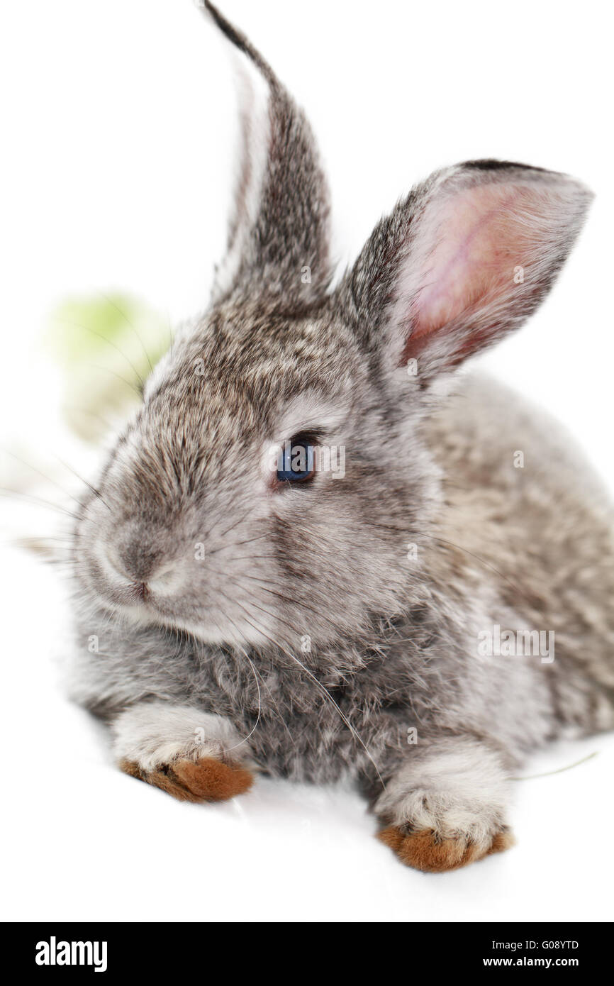 Gray rabbit bunny isolated on white background Stock Photo - Alamy