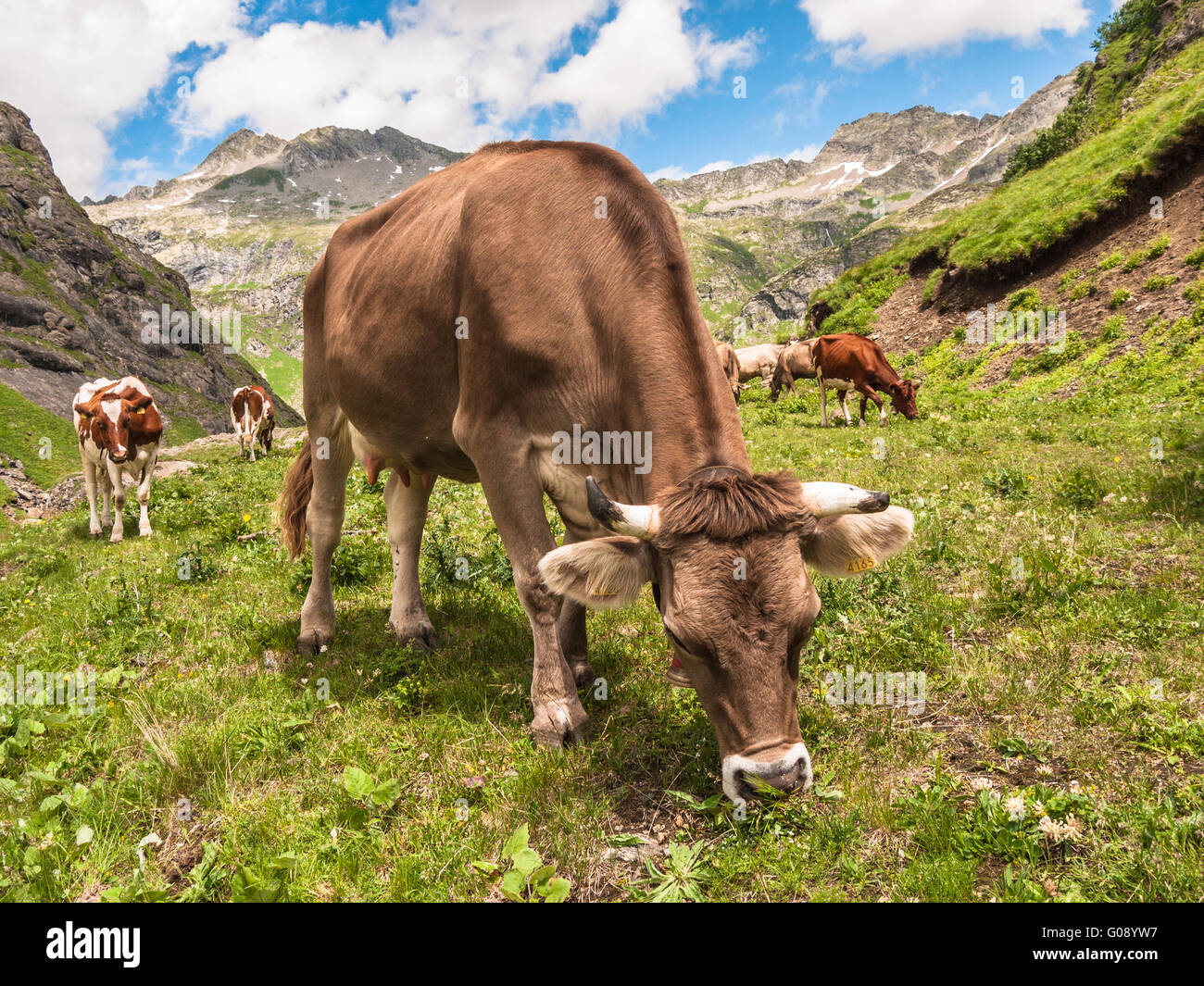 Swiss alps cattle hi-res stock photography and images - Alamy