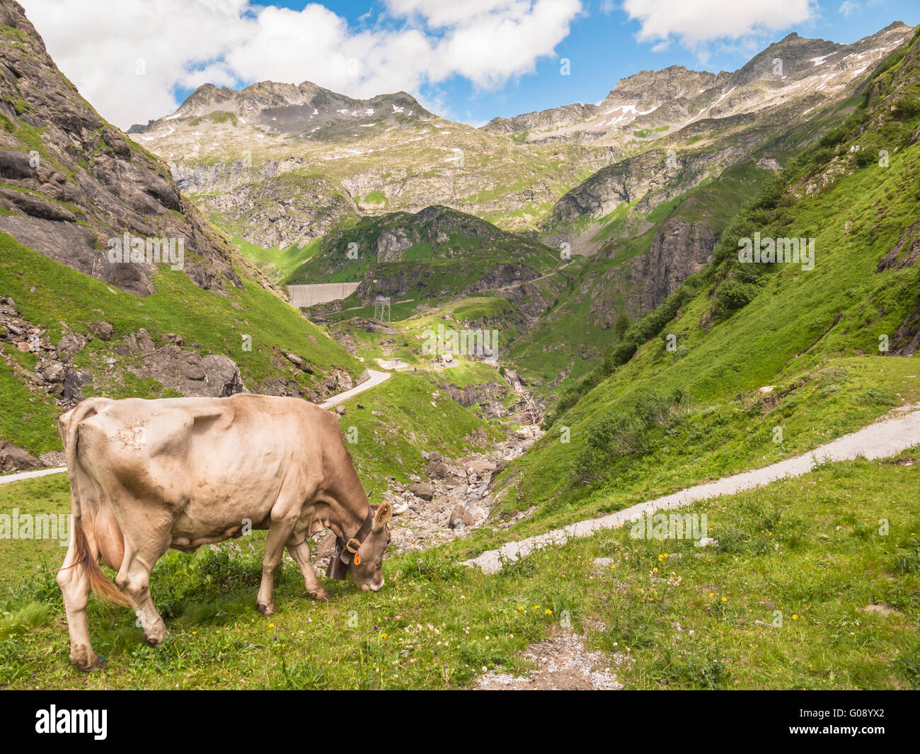 Alps switzerland cow hi-res stock photography and images - Alamy