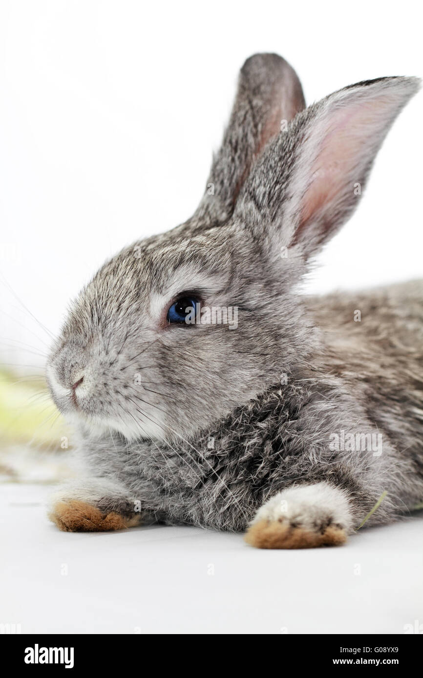Gray rabbit bunny isolated on white background Stock Photo - Alamy