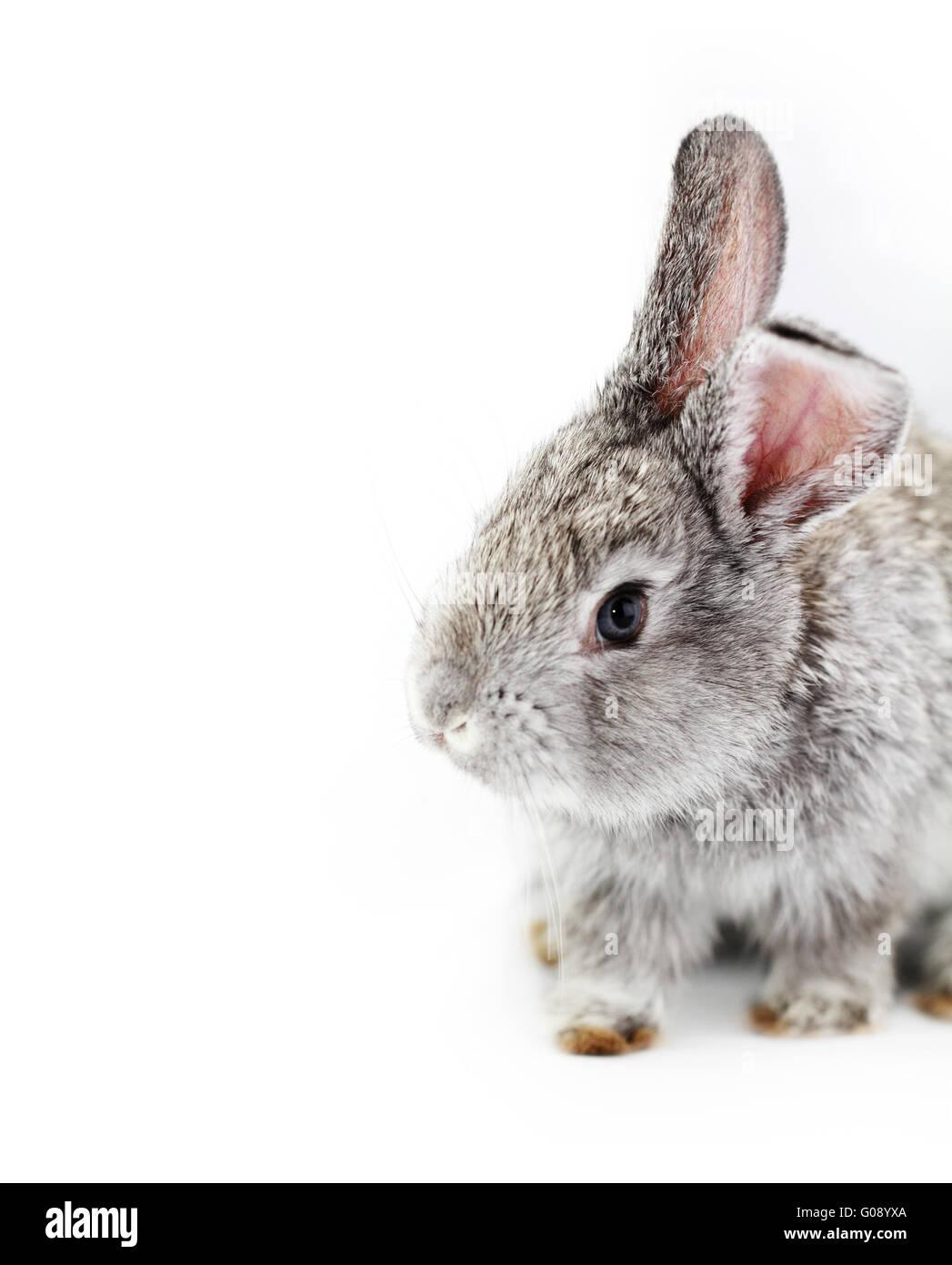 Gray rabbit bunny isolated on white background Stock Photo - Alamy
