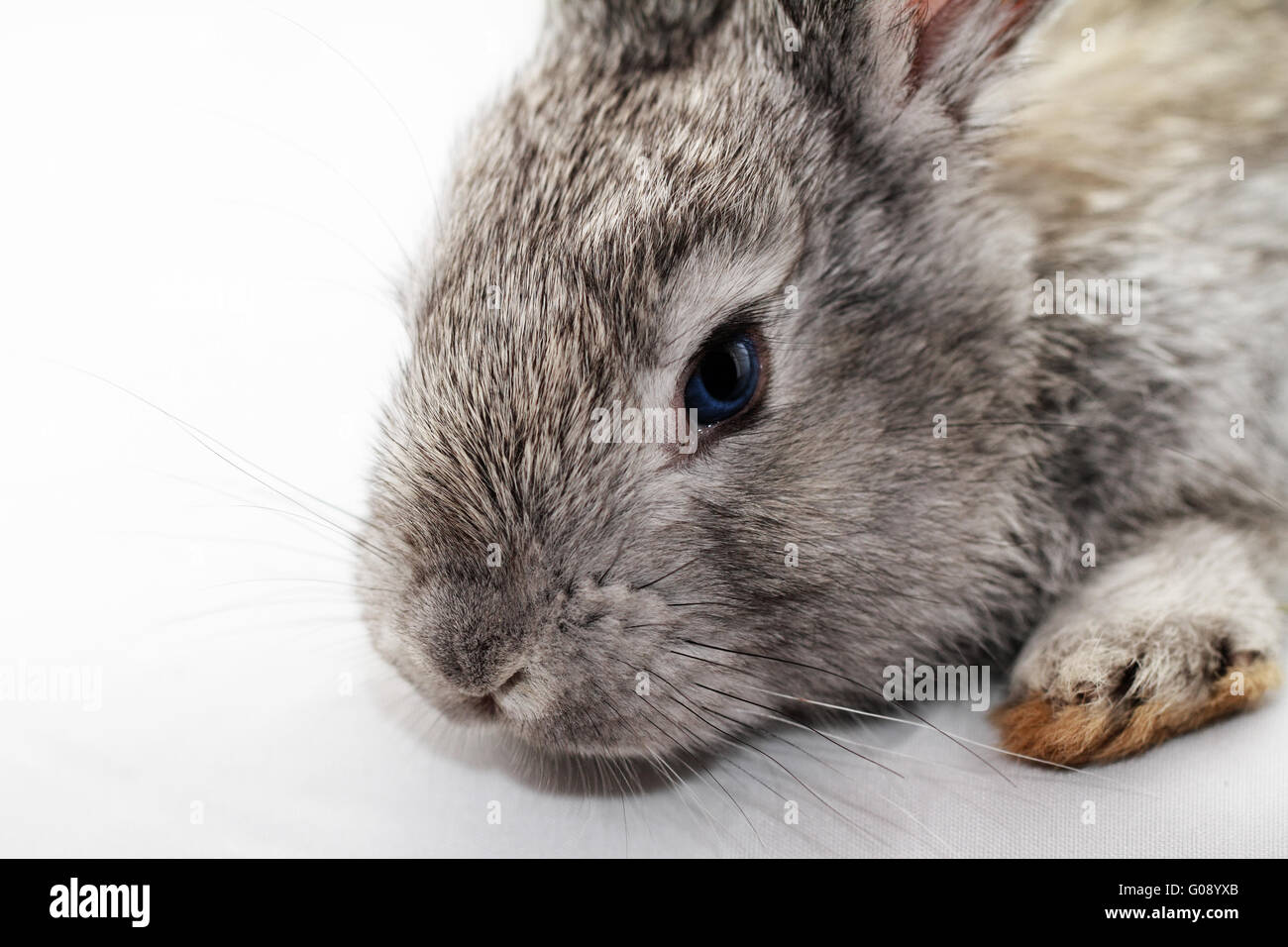 Gray rabbit bunny isolated on white background Stock Photo - Alamy