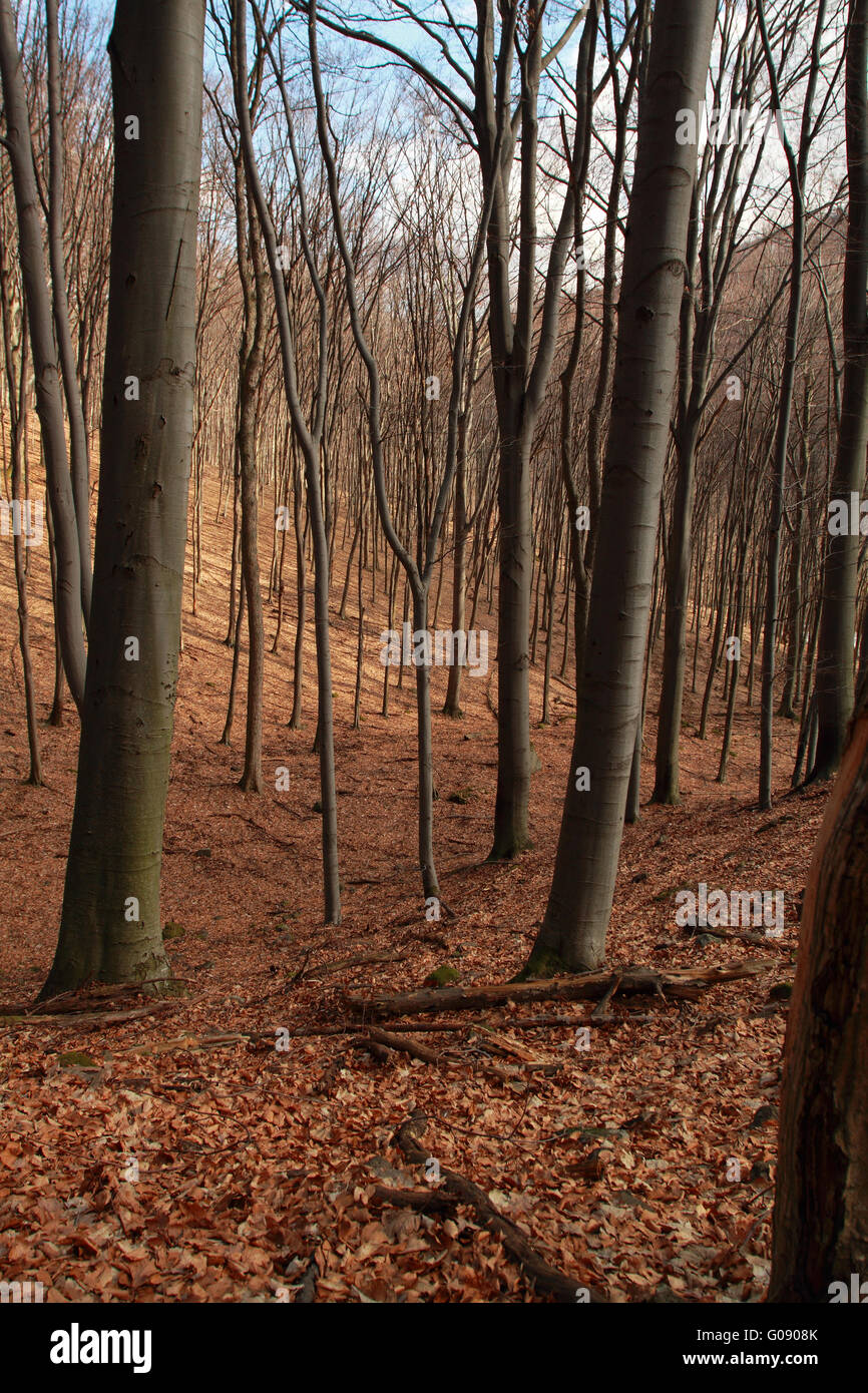 Beautiful autumn forest scenery during the daytime Stock Photo - Alamy