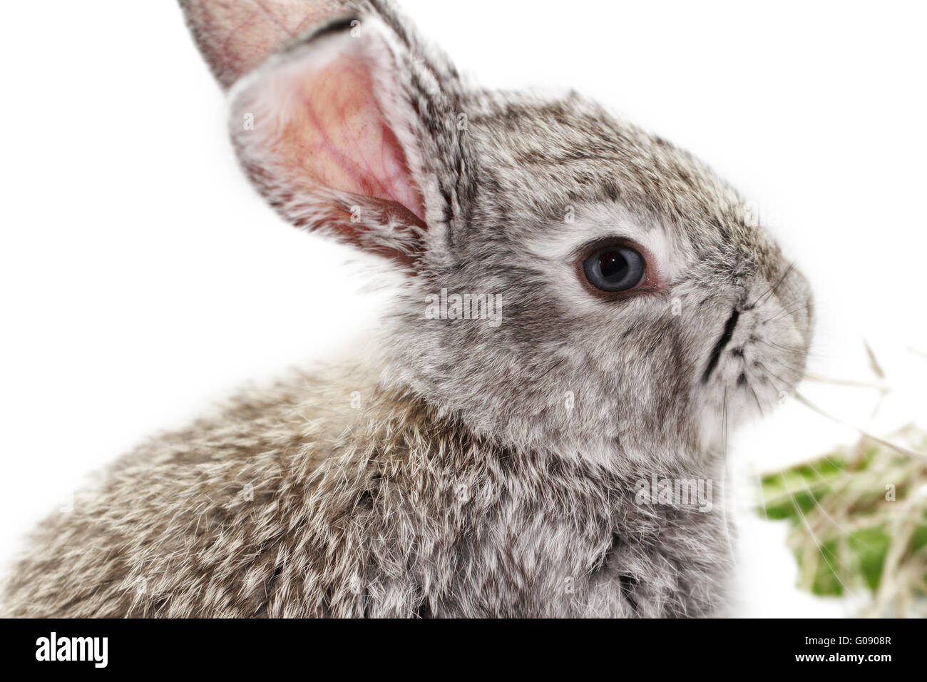 Gray rabbit bunny isolated on white background Stock Photo - Alamy