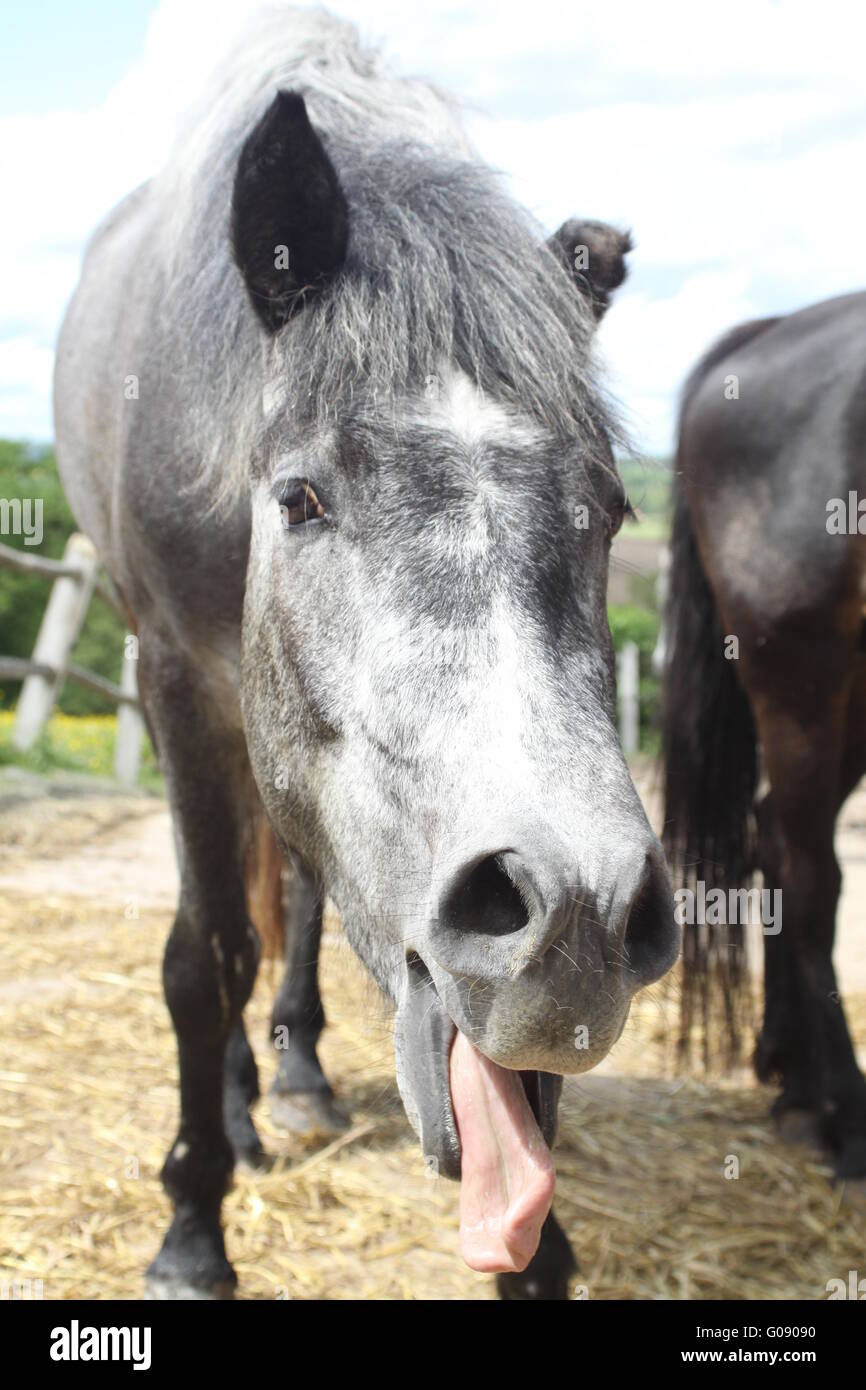 Horse pony yawn yawning hi-res stock photography and images - Alamy