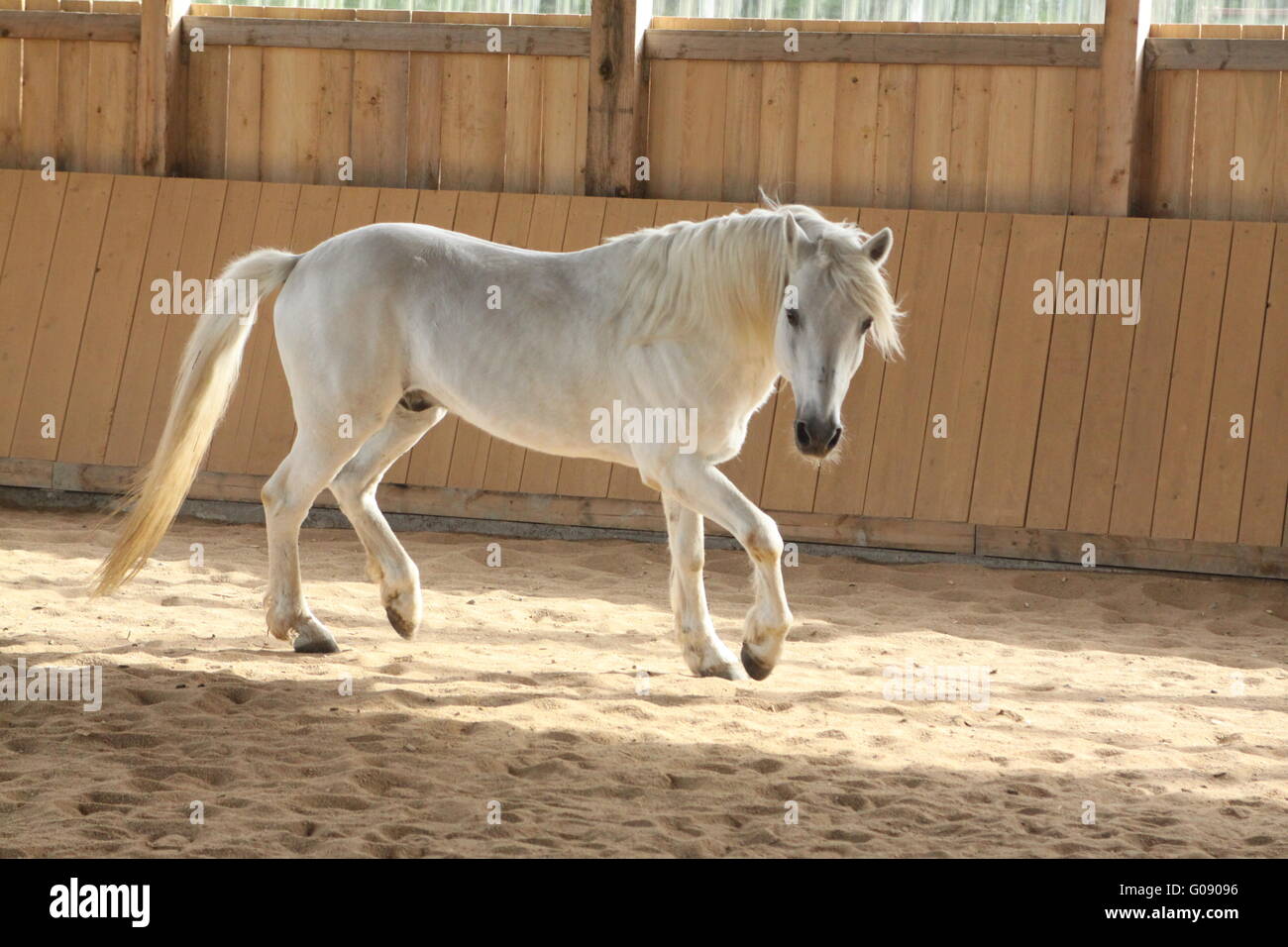 Horse connemara pony stallion hi-res stock photography and images - Alamy
