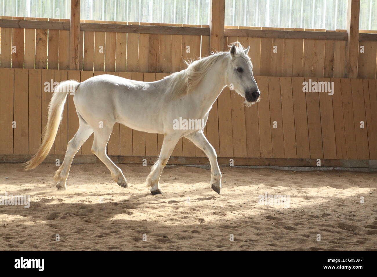 Horse connemara pony stallion hi-res stock photography and images - Alamy