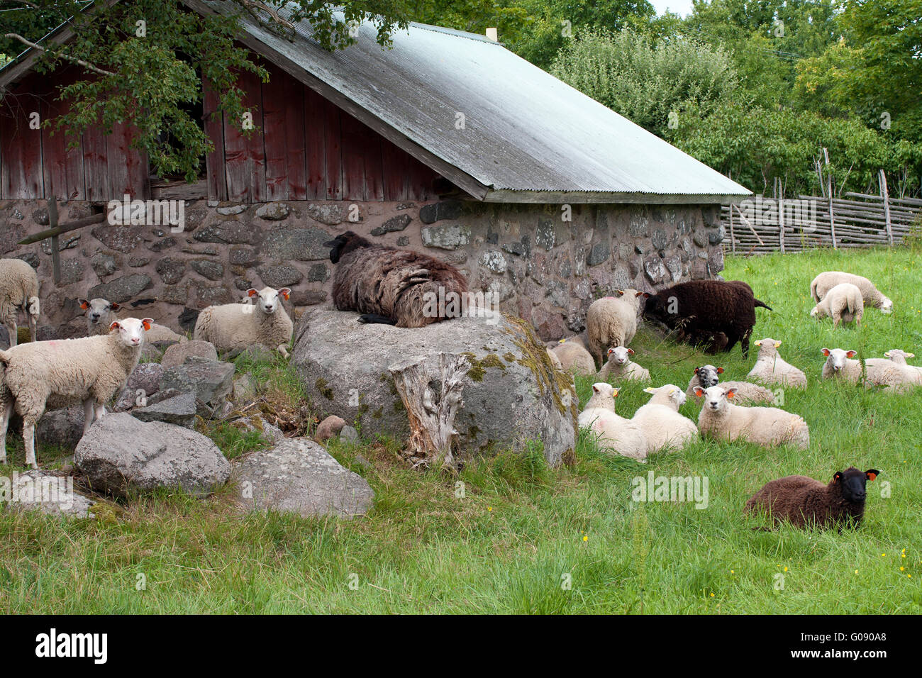 Little sheep flock. Sweden Stock Photo - Alamy