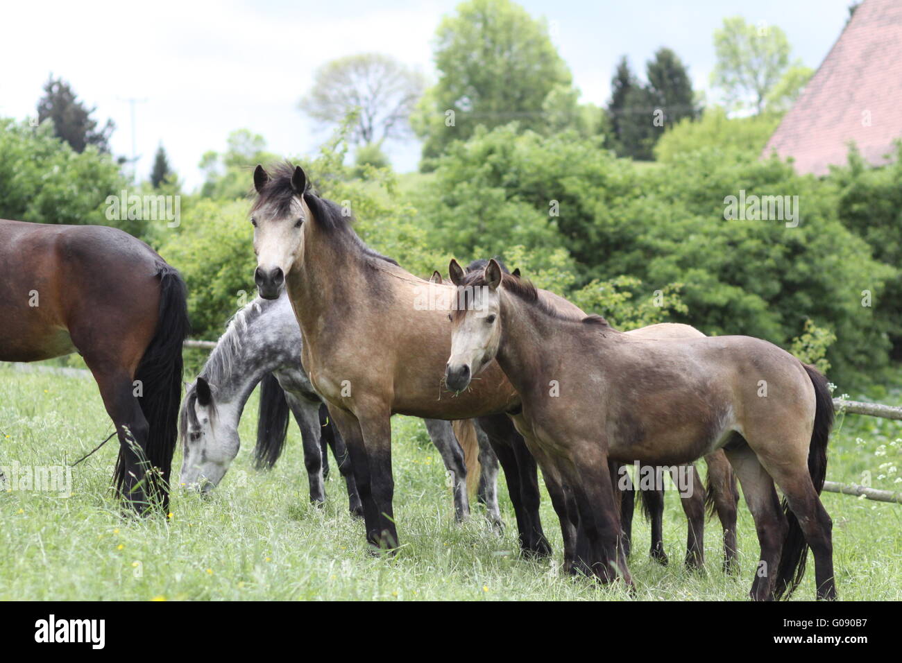 Herd of young Connemara pony stallions Stock Photo - Alamy