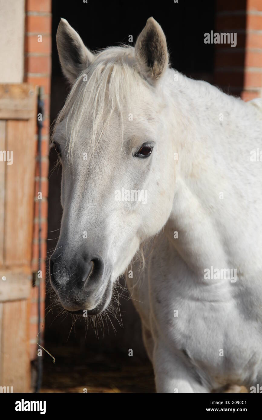 Connemaras hi-res stock photography and images - Alamy