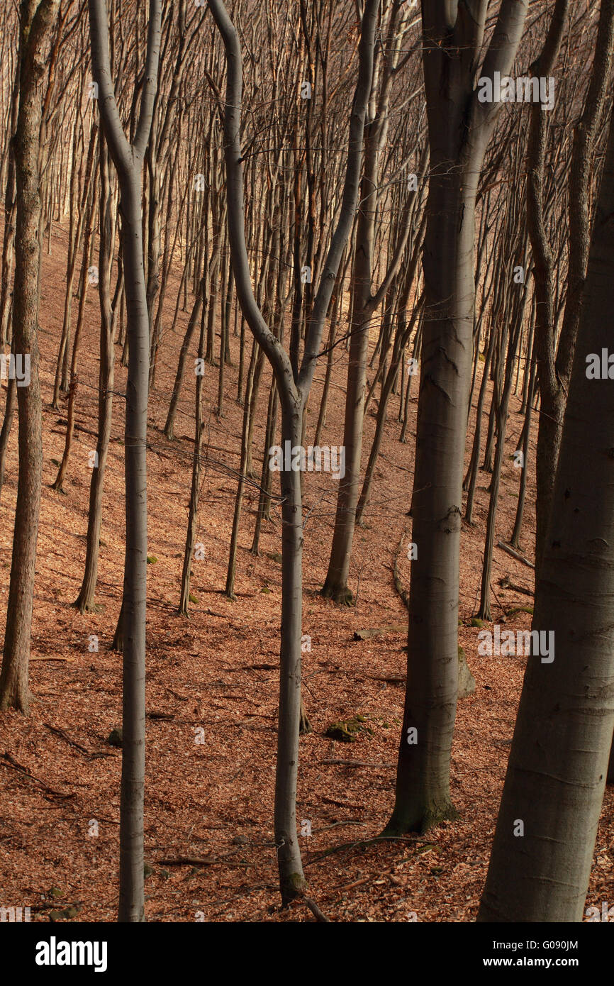 Beautiful autumn forest scenery during the daytime Stock Photo - Alamy