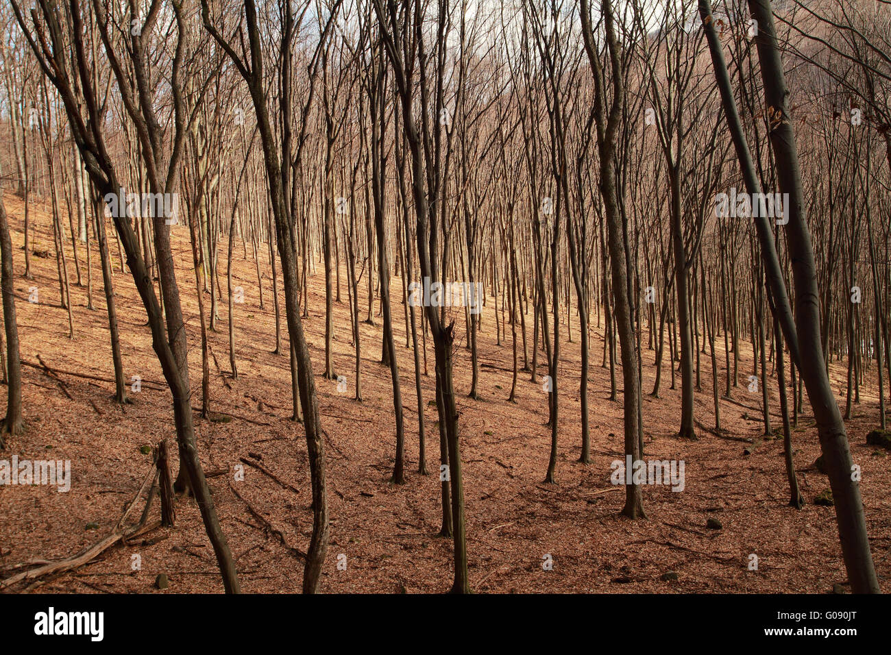 Beautiful autumn forest scenery during the daytime Stock Photo - Alamy