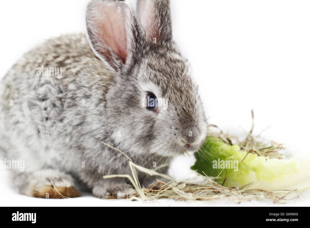 Gray rabbit bunny isolated on white background Stock Photo - Alamy