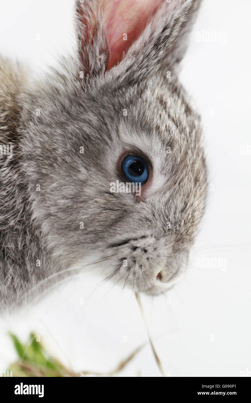 Gray rabbit bunny isolated on white background Stock Photo - Alamy