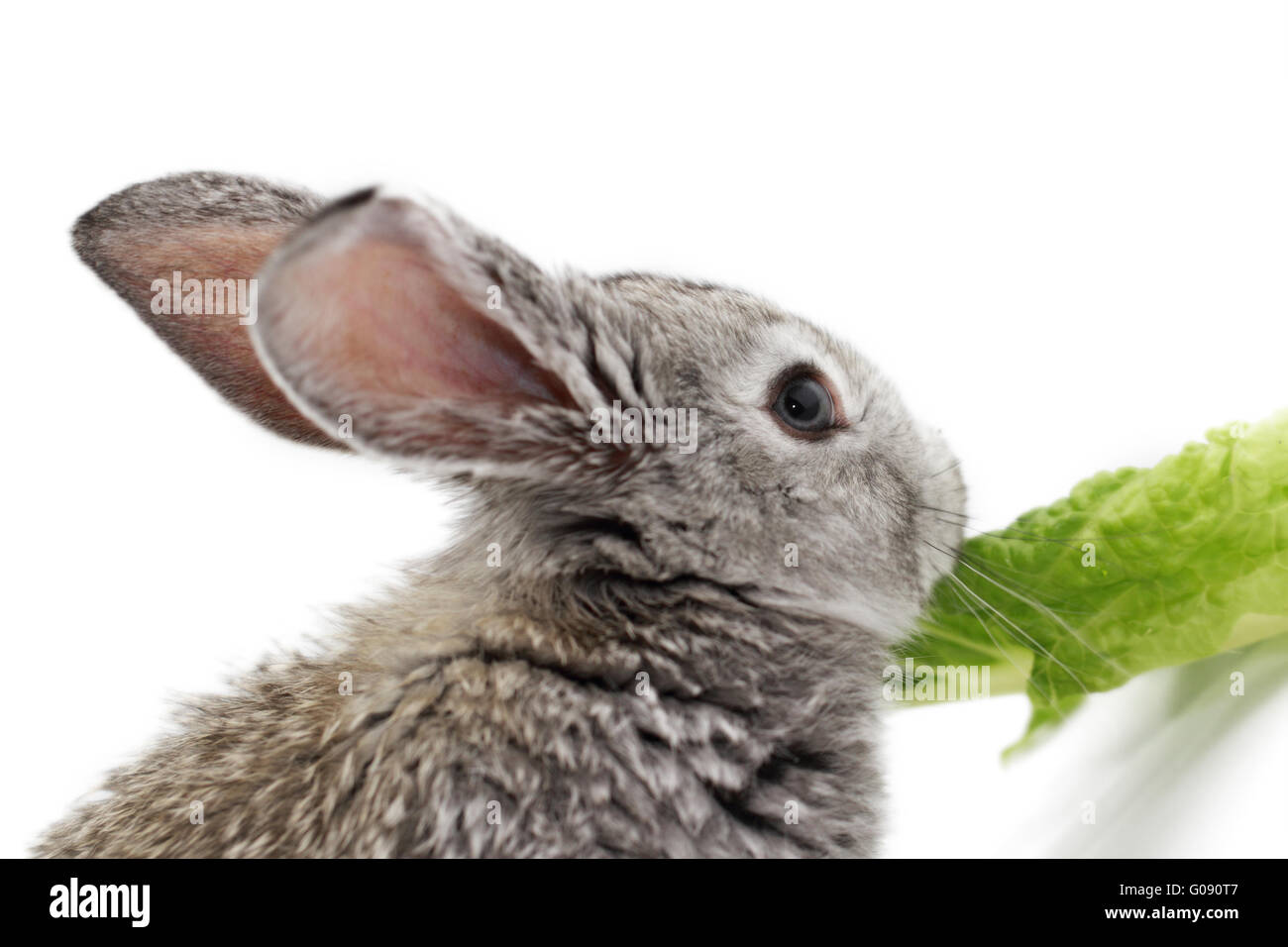 Gray rabbit bunny isolated on white background Stock Photo - Alamy