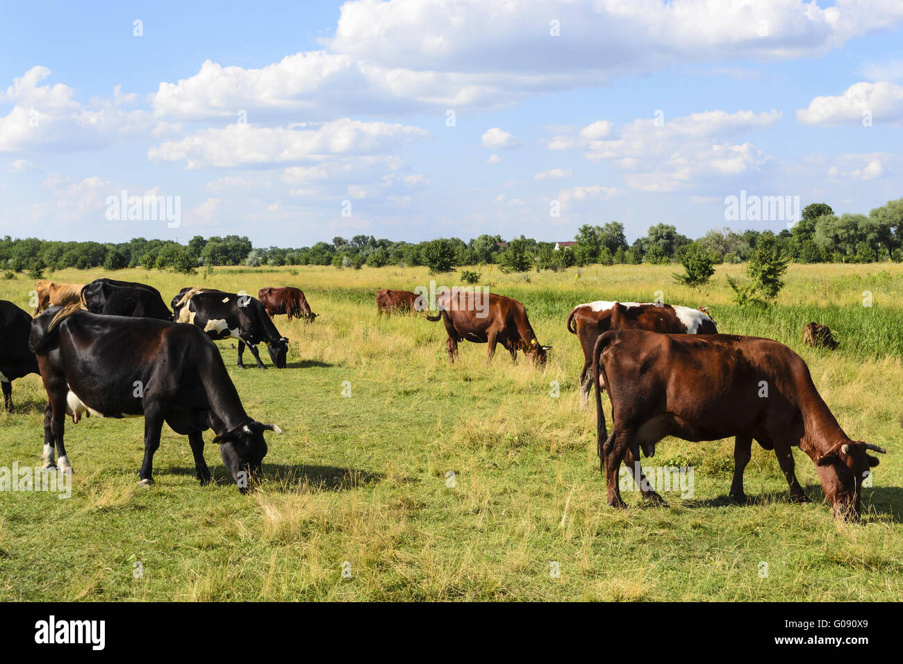 A herd of cows on a summer meadow Stock Photo - Alamy