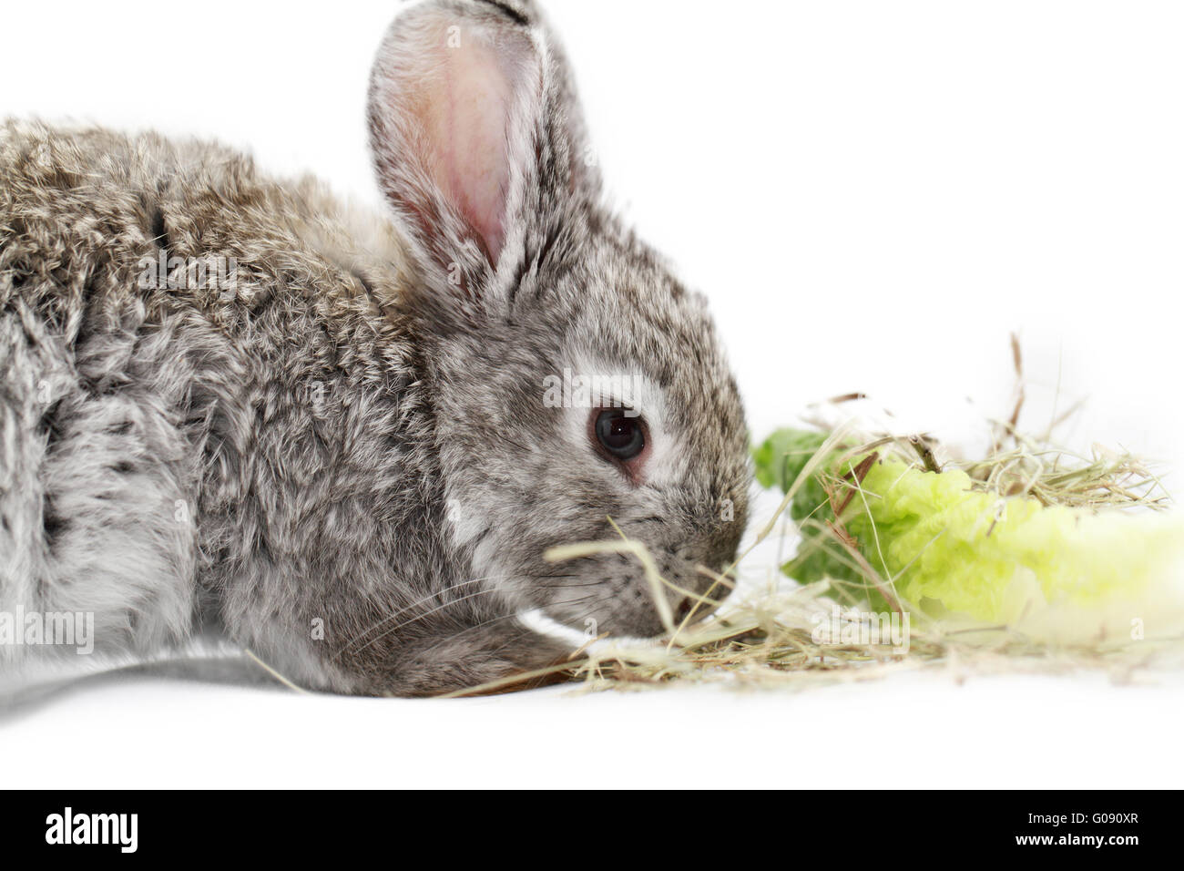 Gray rabbit bunny isolated on white background Stock Photo - Alamy